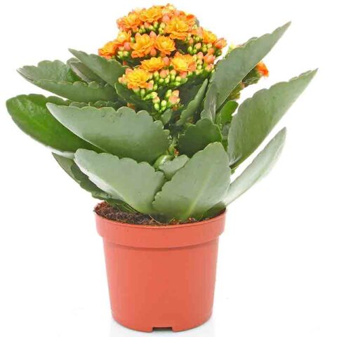 Kalanchoe Fr Draussen